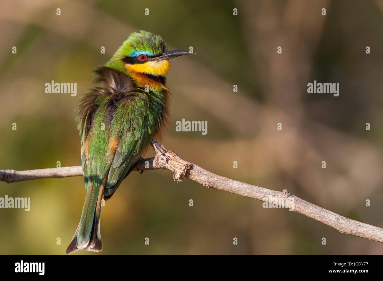 Midget pint, Merops pusillus, Zwergspint (Merops pusillus Stock Photo ...