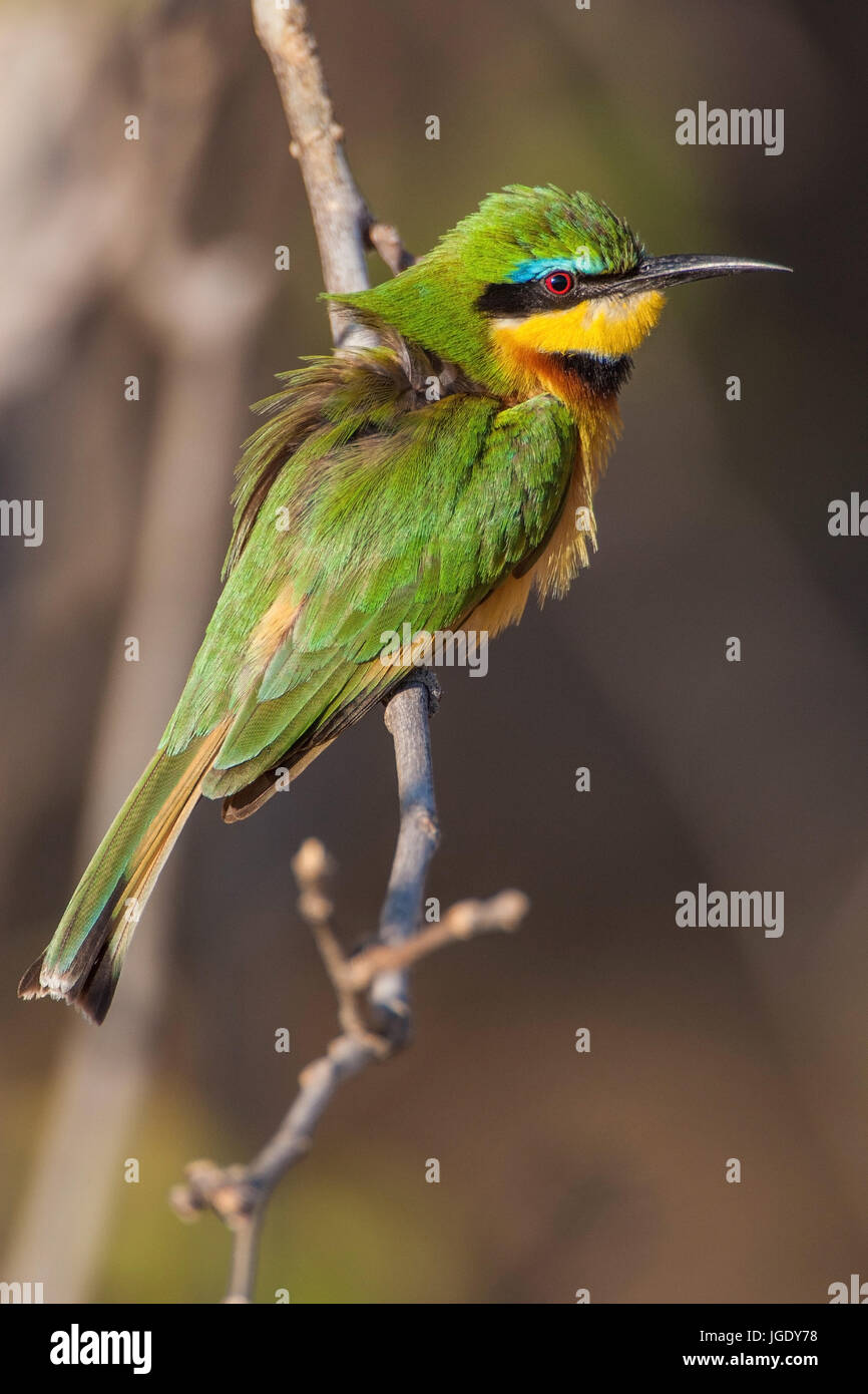 Midget pint, Merops pusillus, Zwergspint (Merops pusillus Stock Photo ...