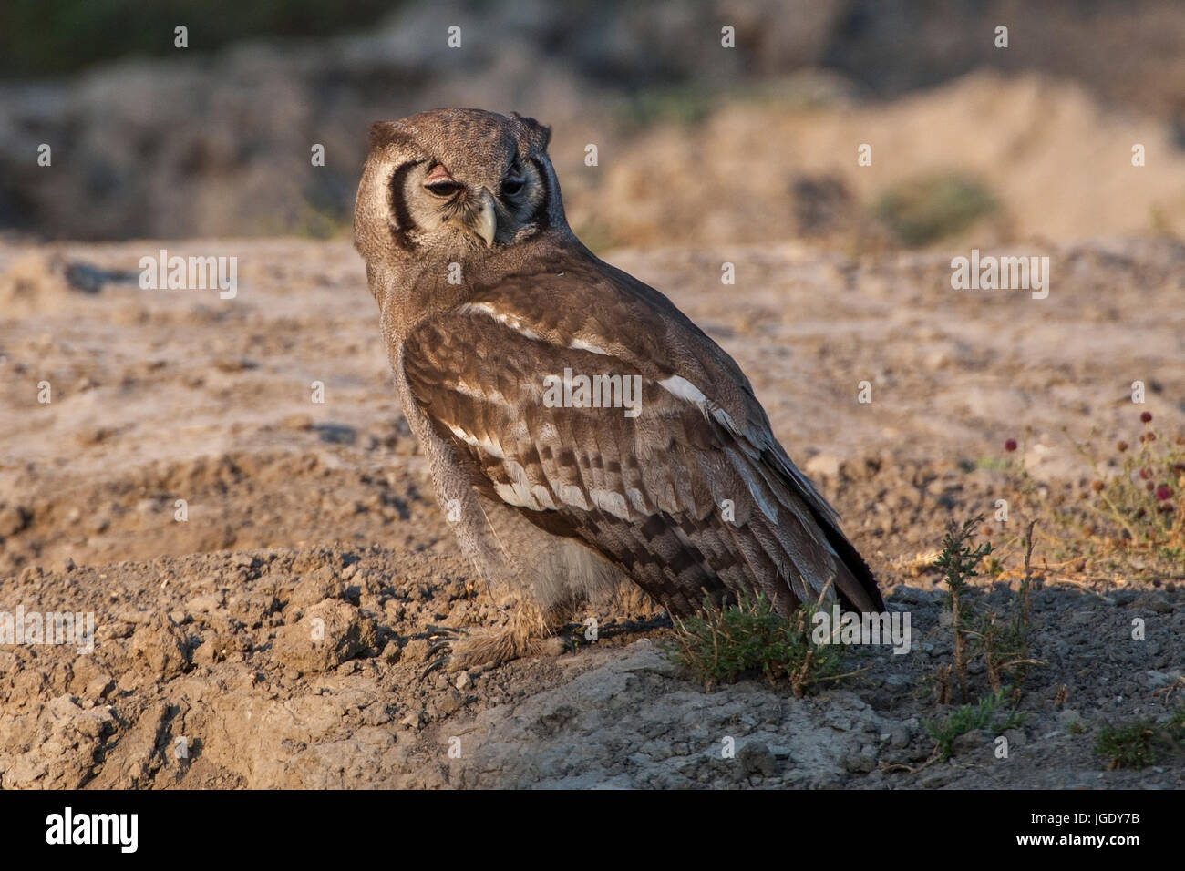 Milk eagle owl, Bubo lacteus, Milchuhu (Bubo lacteus Stock Photo - Alamy