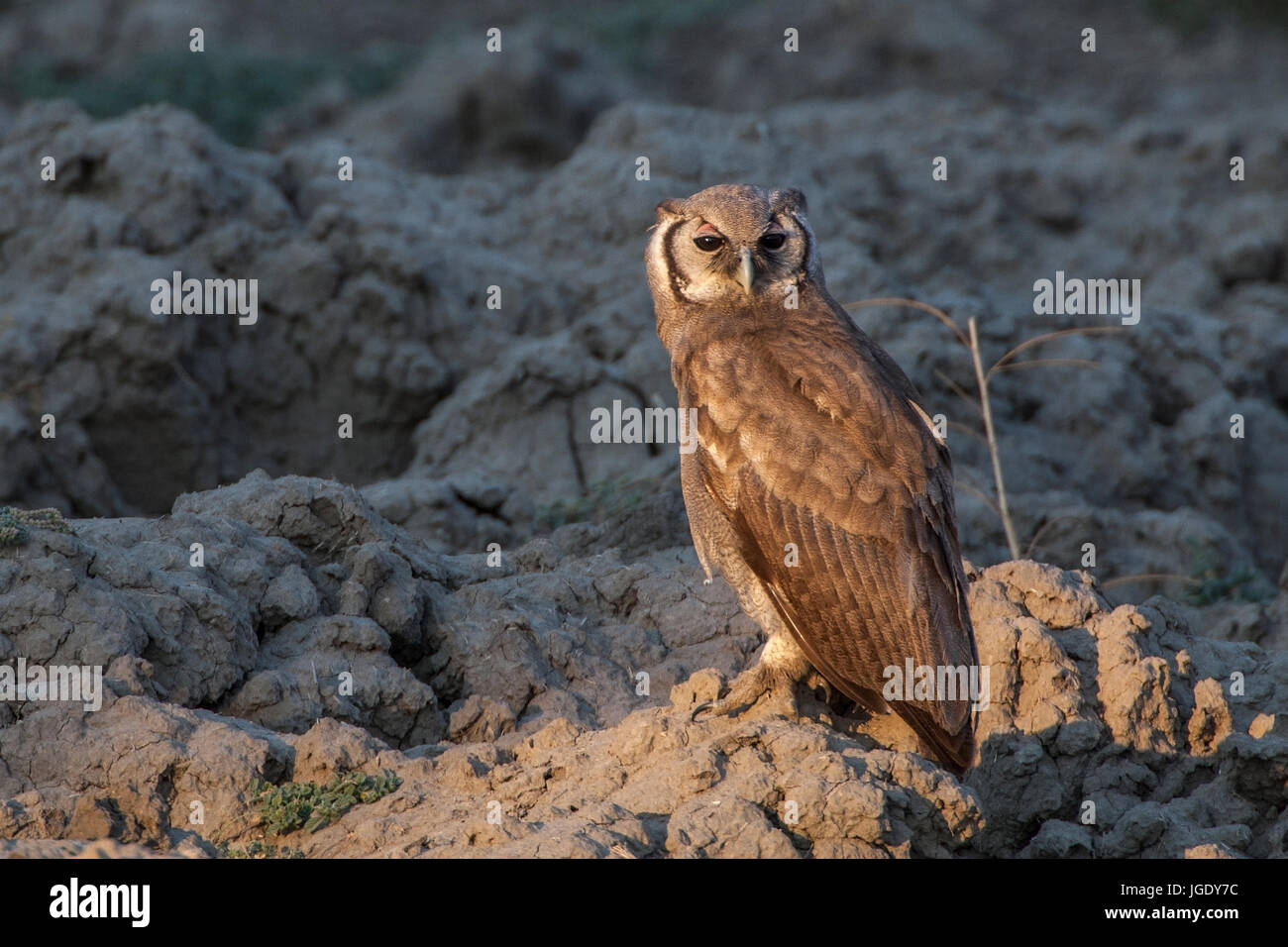 Milk eagle owl, Bubo lacteus, Milchuhu (Bubo lacteus Stock Photo - Alamy
