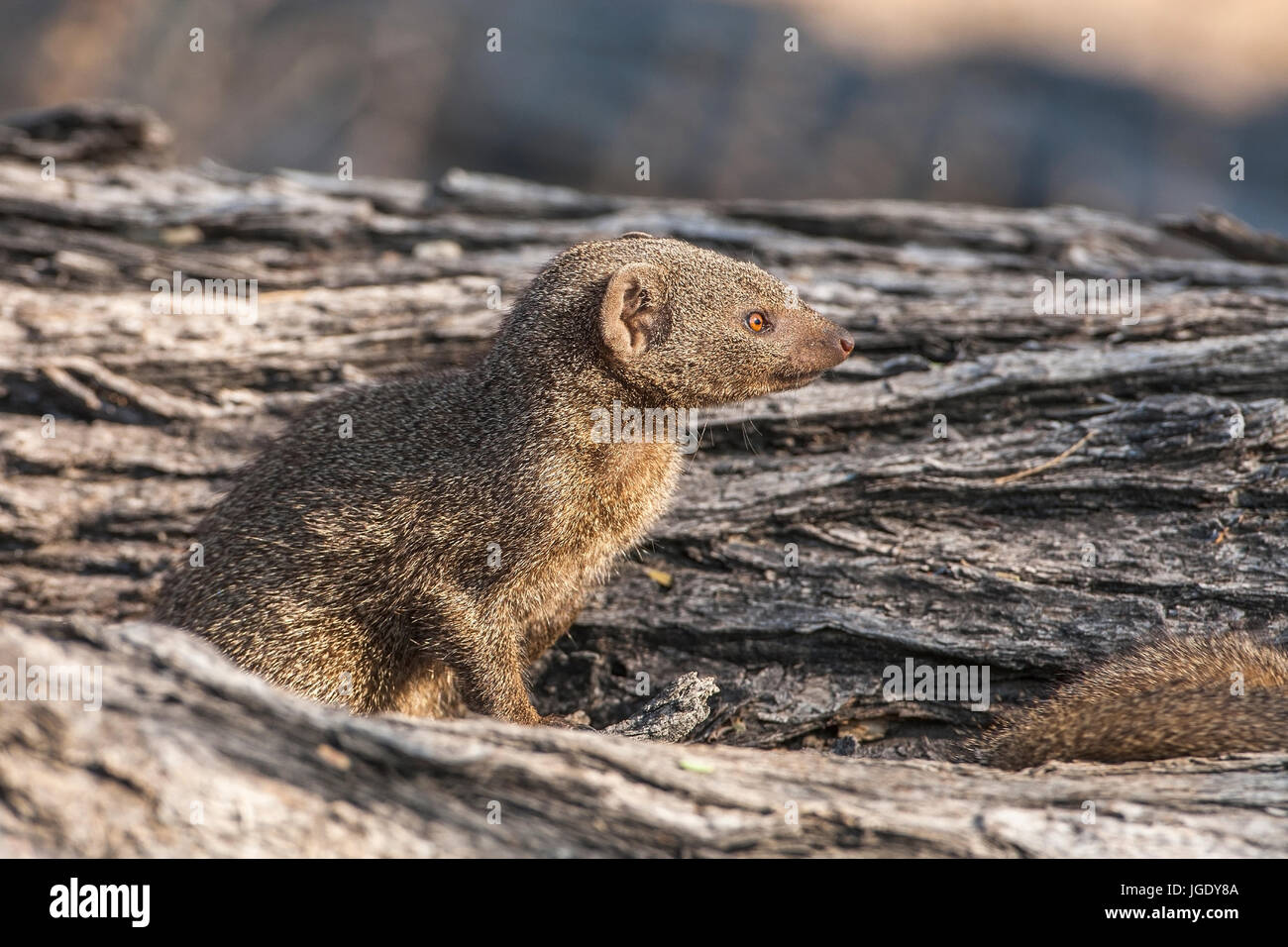 Herpestes mungo hi-res stock photography and images - Alamy