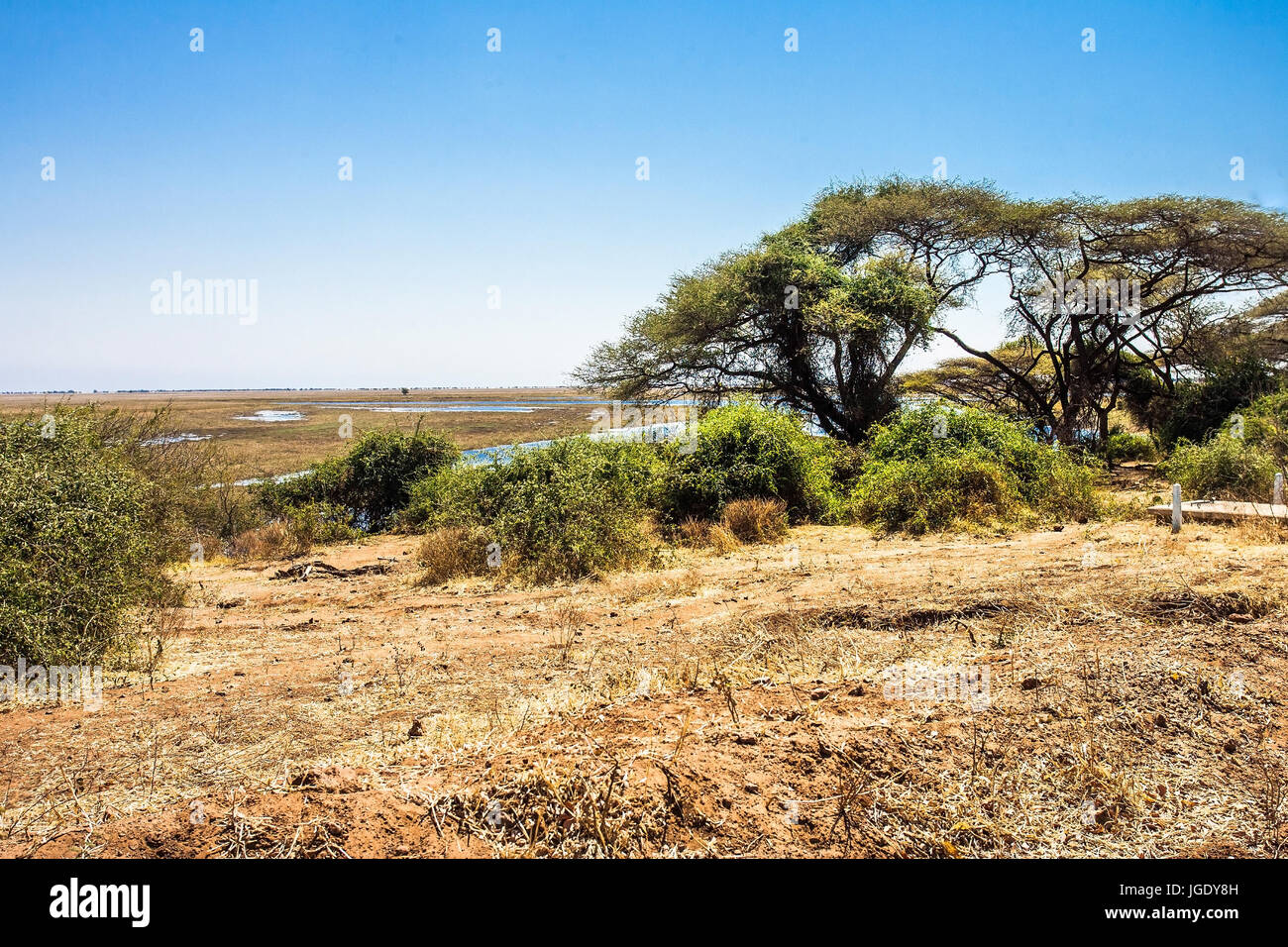 Kasane Forest reserve, Botswana, Kasane Forest Reserve Stock Photo - Alamy