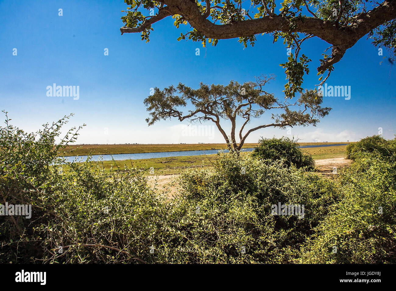 Kasane Forest reserve, Botswana, Kasane Forest Reserve Stock Photo - Alamy