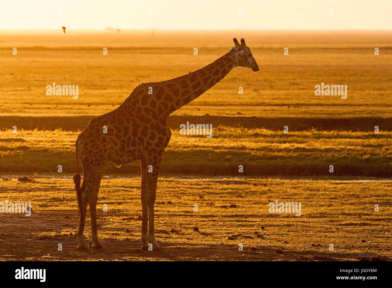 Thornicroft giraffes cow hi-res stock photography and images - Alamy