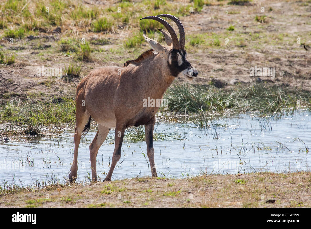 Horse antelope, Hippotragus equinus, Pferdeantilope (Hippotragus ...