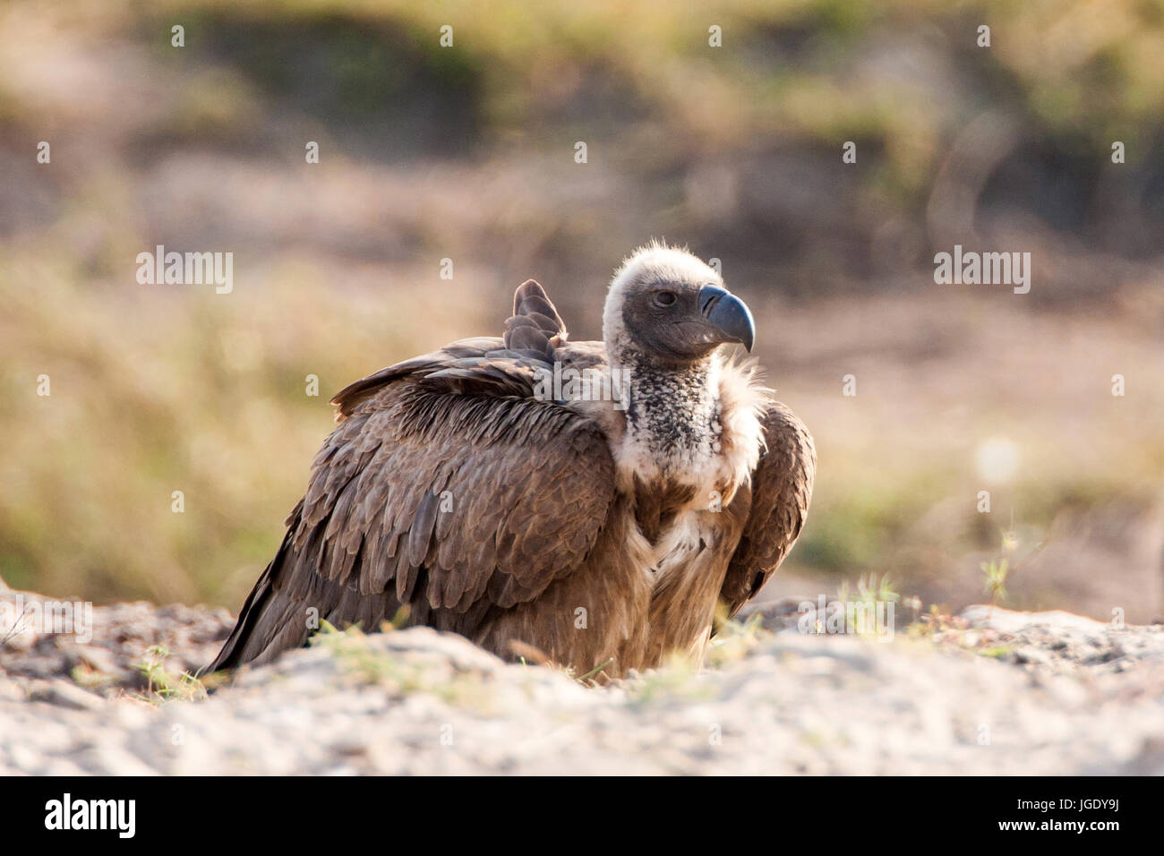 Cape vulture, Gyps coprotheres, Kapgeier (Gyps coprotheres Stock Photo ...