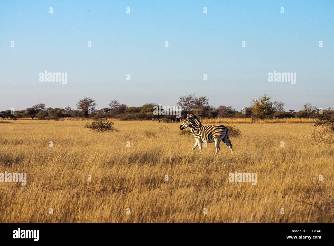 Hippomorpha High Resolution Stock Photography and Images - Alamy