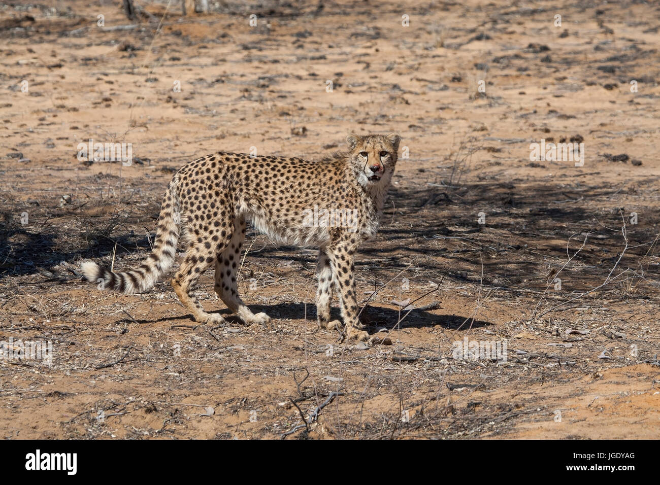 Cheetah, Acinonyx jubatus, Gepard (Acinonyx jubatus Stock Photo - Alamy