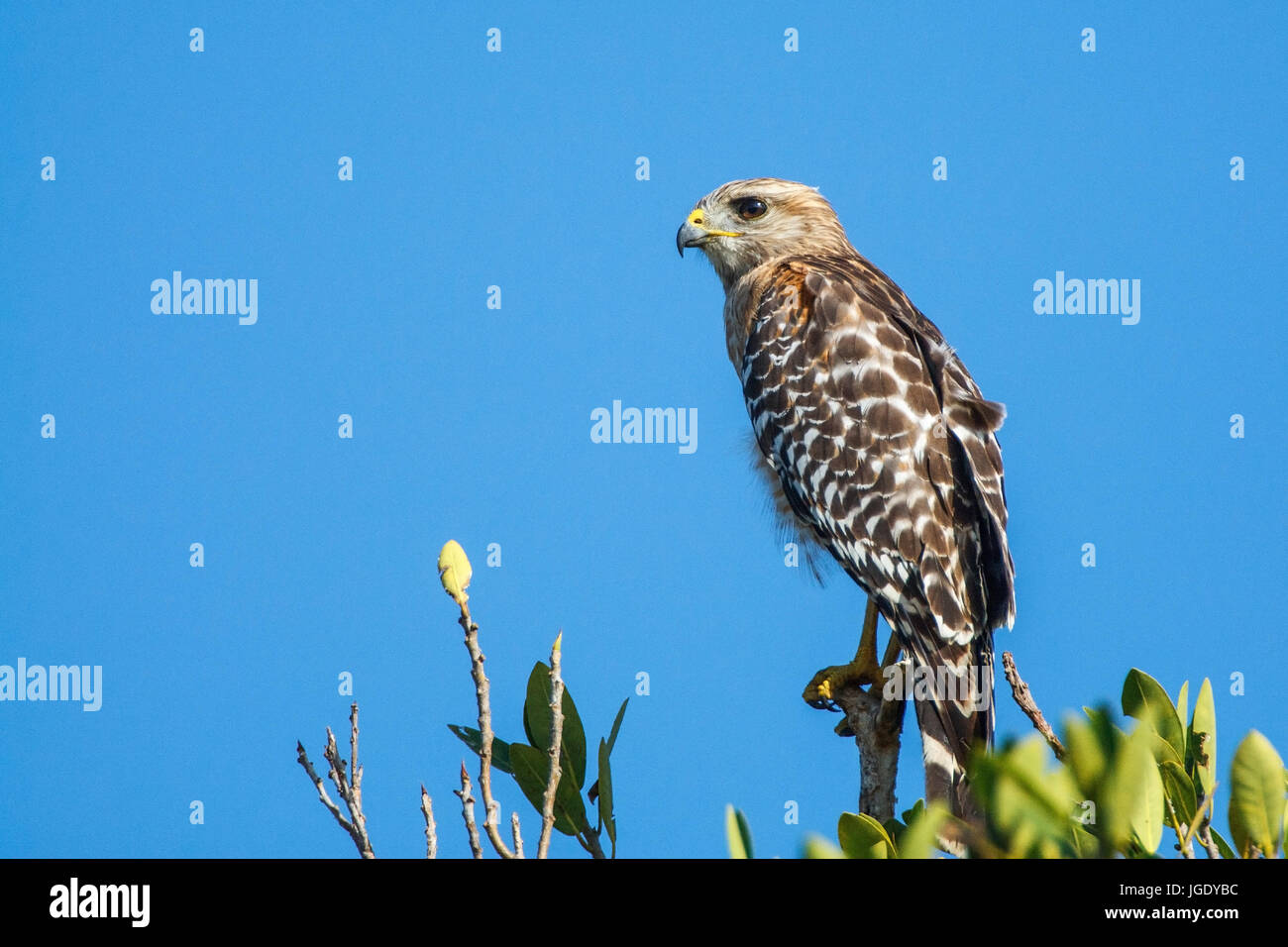 American red shoulder buzzard hi-res stock photography and images - Alamy