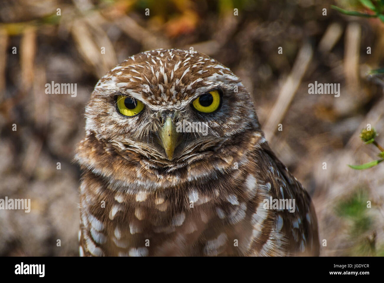 Rabbit owls hi-res stock photography and images - Alamy