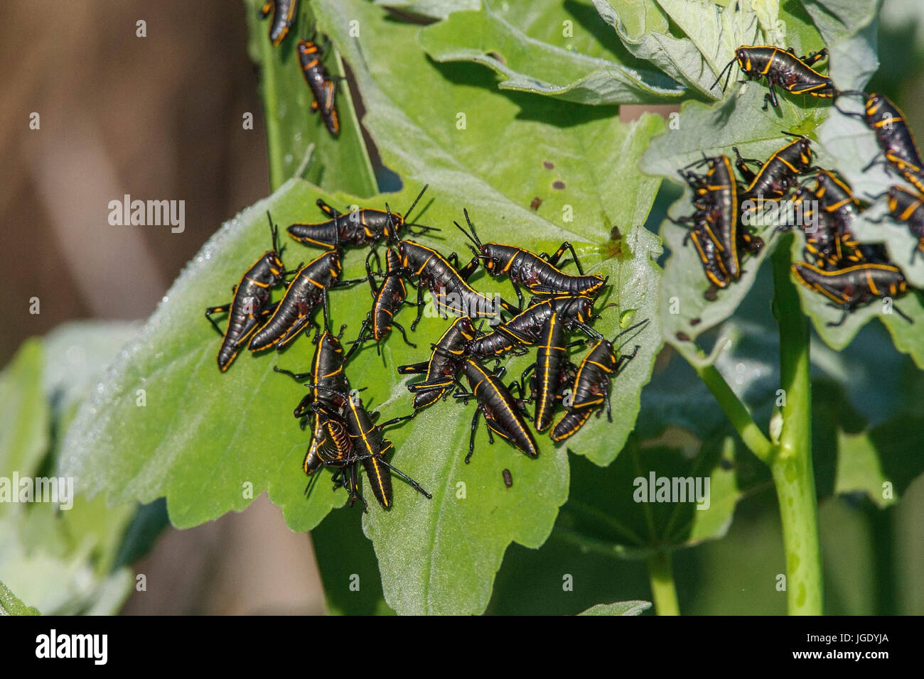 Lubber grasshoppers hi-res stock photography and images - Alamy