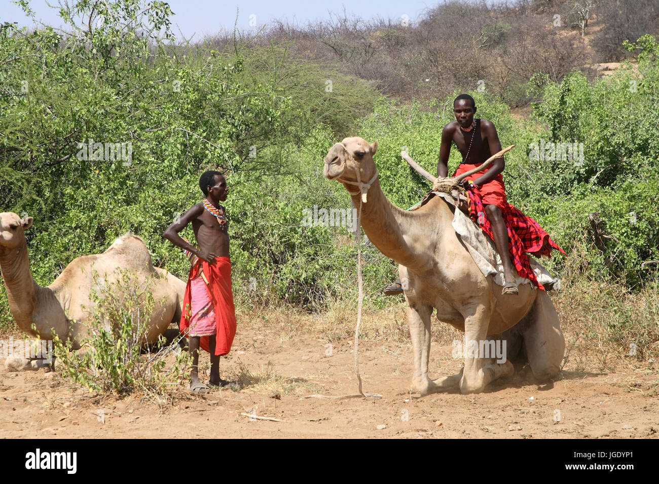Samburu men with dromedary from Nordkenia, Samburu-Maenner mit Dromedar ...
