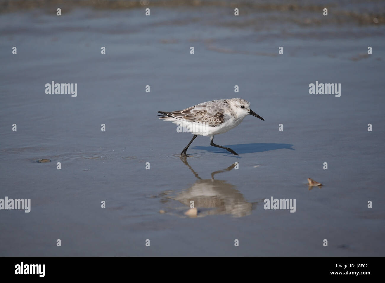 Sanderling becasseau sanderling hi-res stock photography and images - Alamy