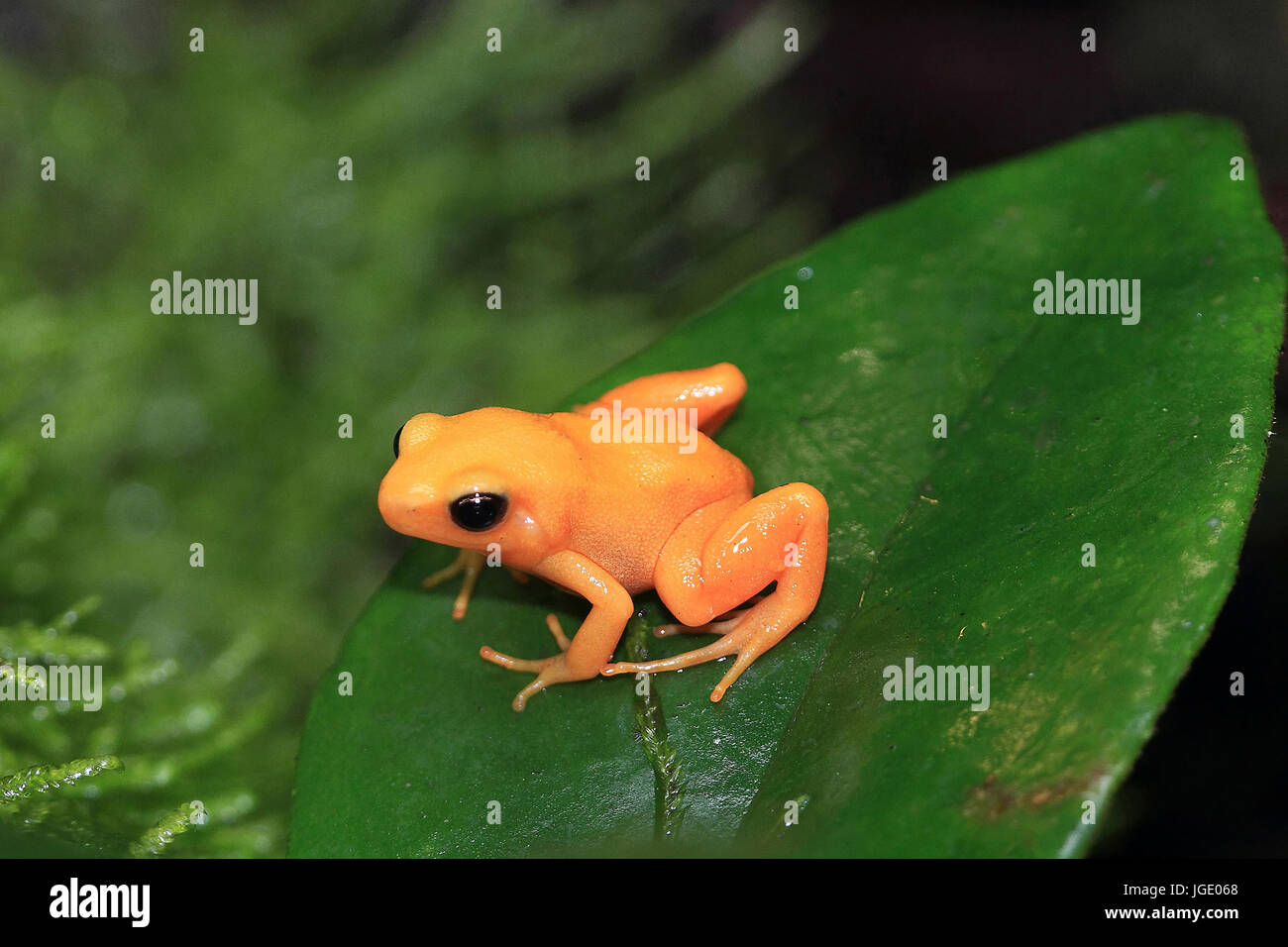Little golden frogs, Goldfroeschchen Mantella aurantiaca Golden ...