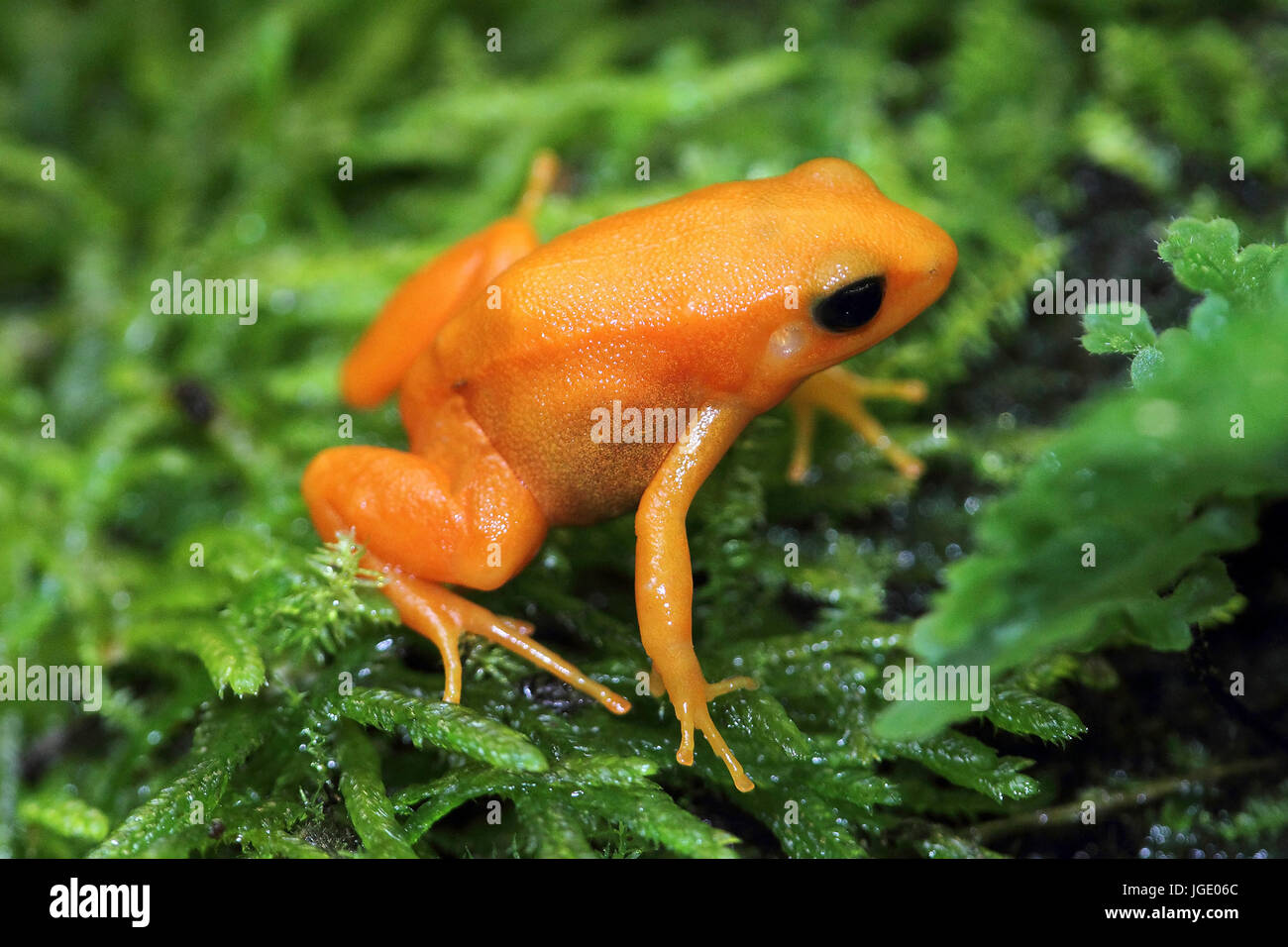 Little Golden Frogs High Resolution Stock Photography and Images - Alamy