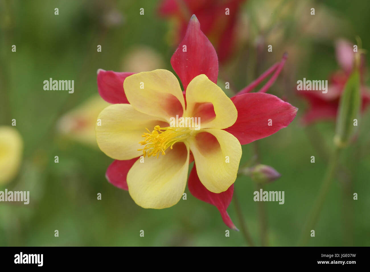 Akelei flowers hi-res stock photography and images - Alamy