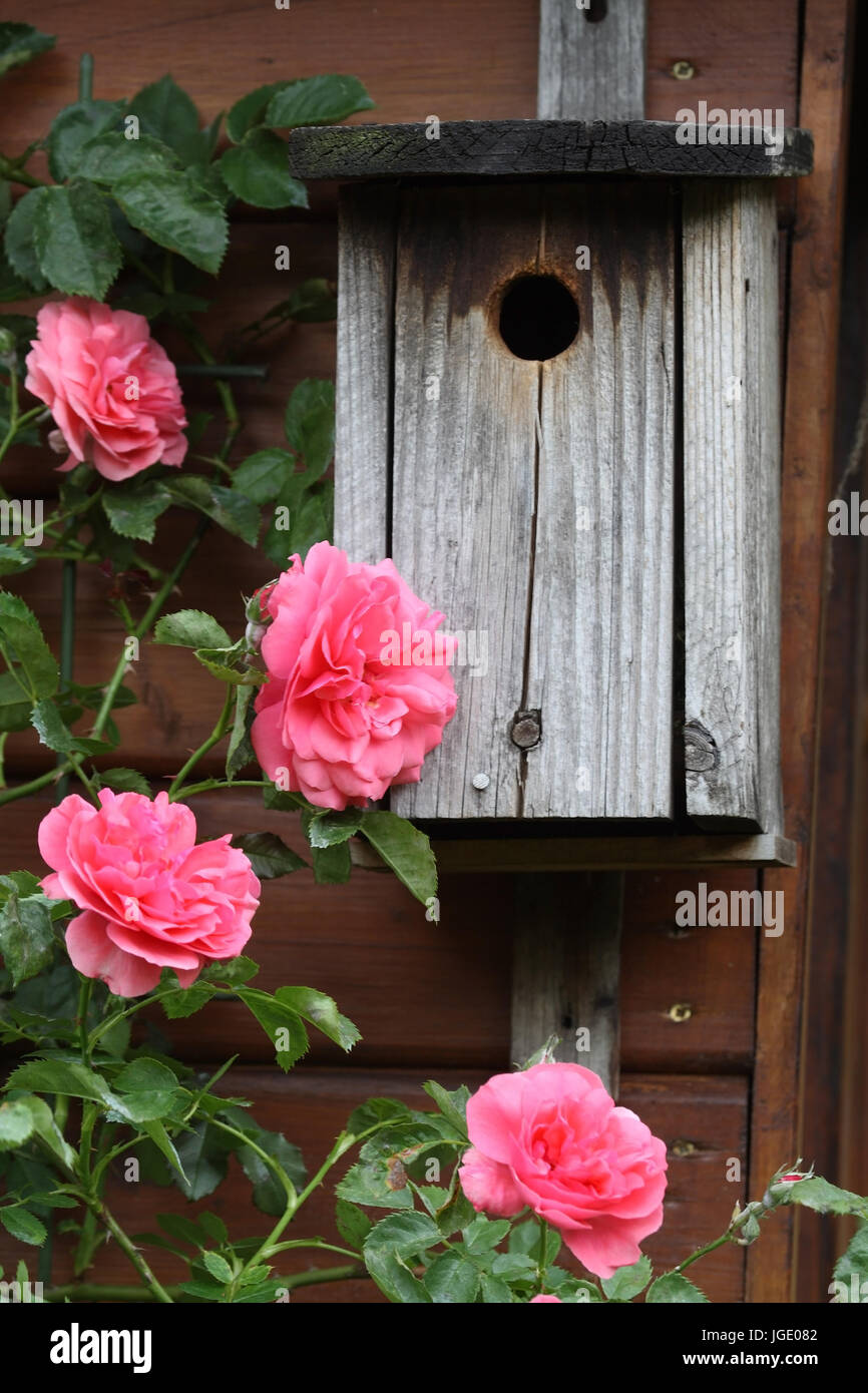 Bird's nesting box to me roses, Vogelnistkasten mir Rosen Stock Photo ...