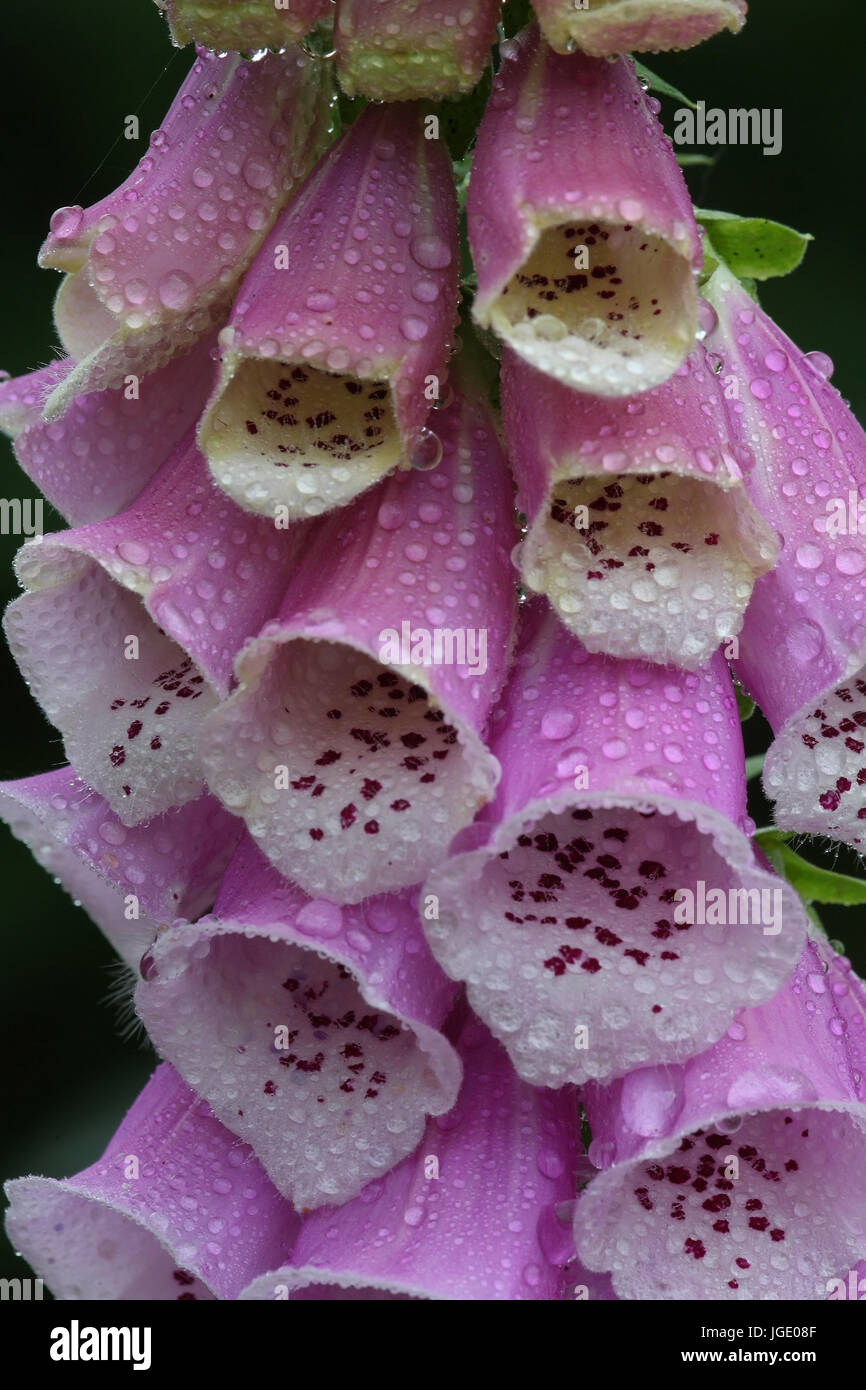 Red thimble, Roter Fingerhut Stock Photo - Alamy