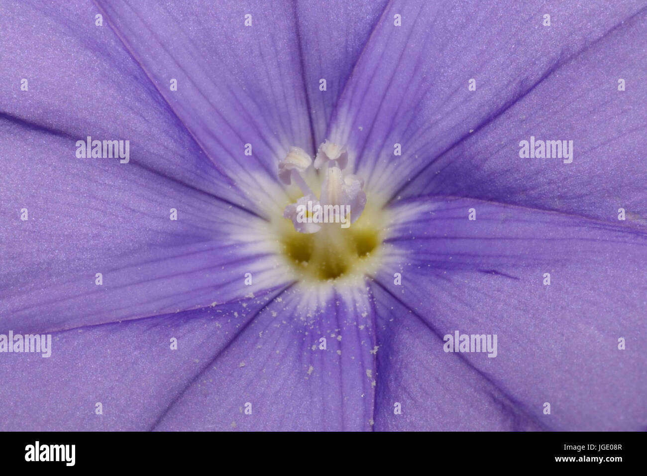 Blue Mauritius, Blaue Mauritius Stock Photo - Alamy