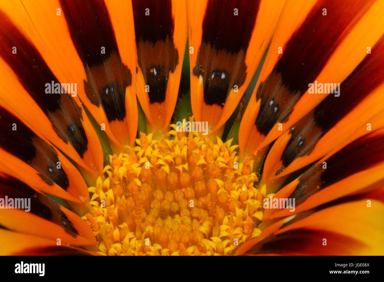 Midday flower hi-res stock photography and images - Alamy