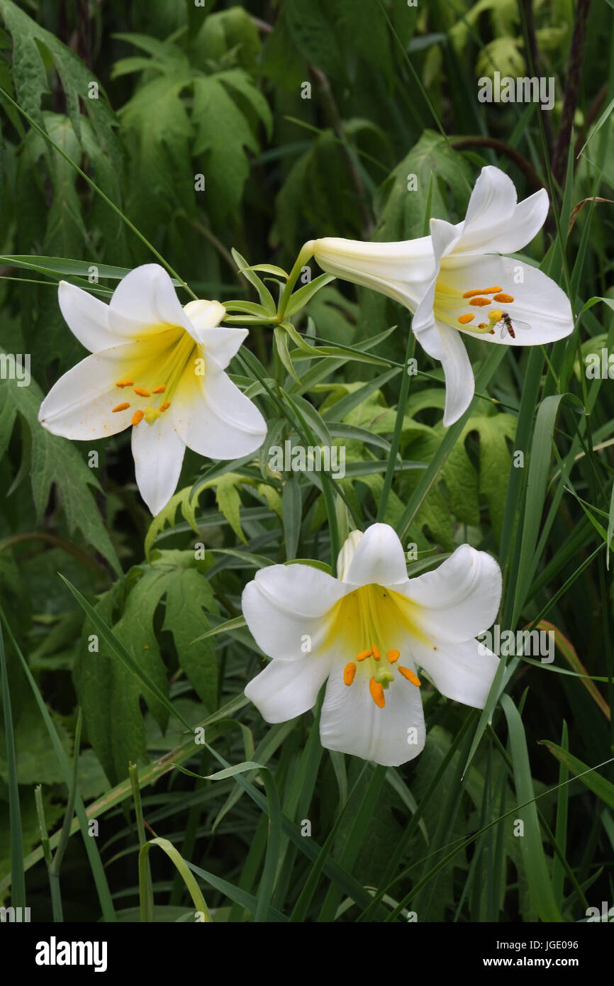 Madonna's lily, Madonnenlilie Stock Photo - Alamy