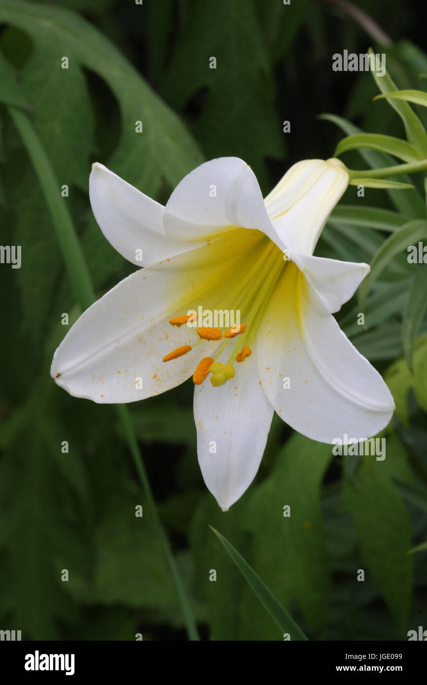 Madonna's lily, Madonnenlilie Stock Photo - Alamy