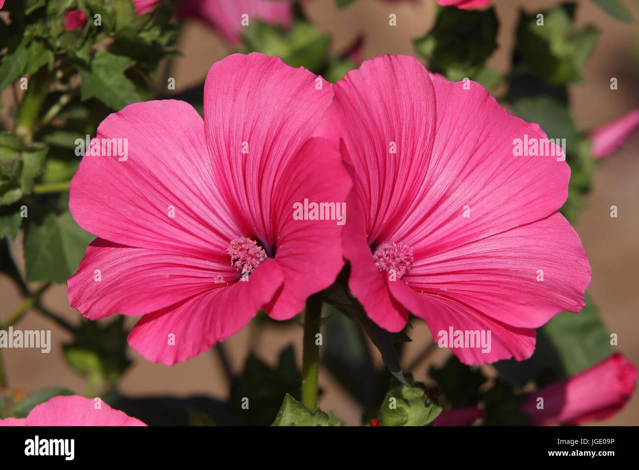 Garten malve hi-res stock photography and images - Alamy