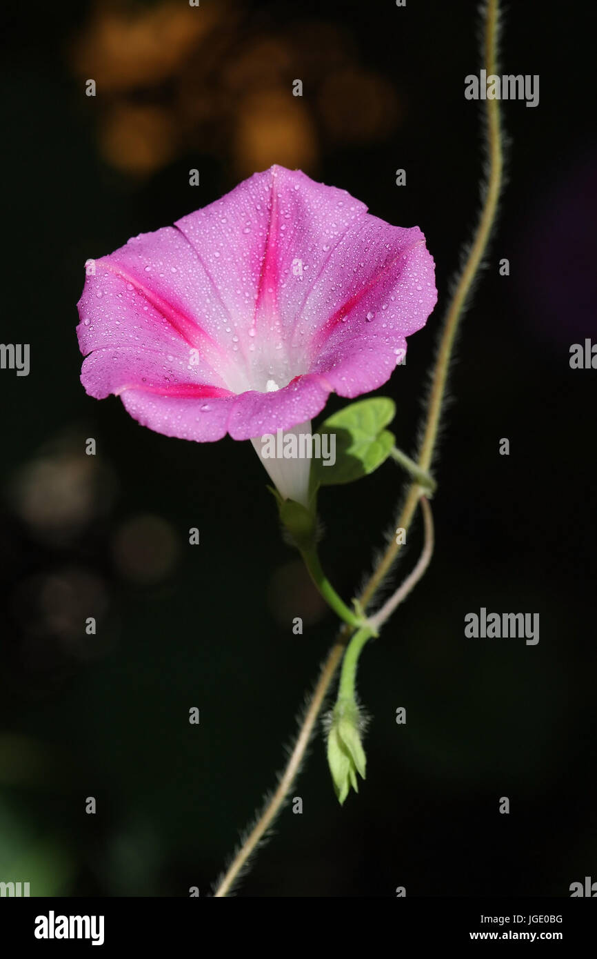 Winde blumen hi-res stock photography and images - Alamy