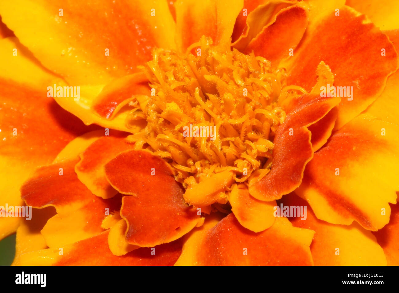 French marigold, Tagetes Stock Photo - Alamy
