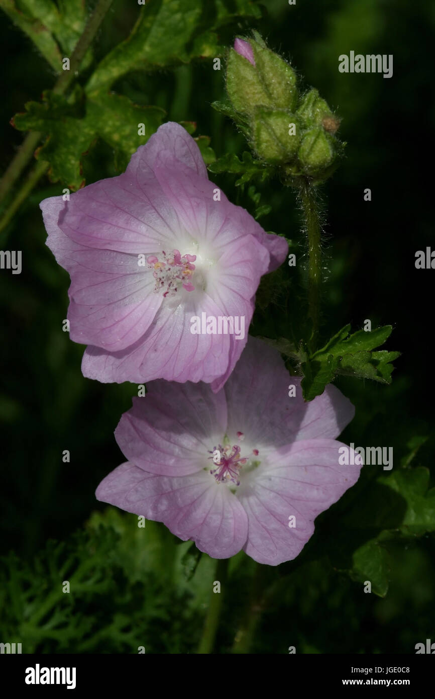 Small-flower mallow, Kleinbluetige Malve Stock Photo - Alamy