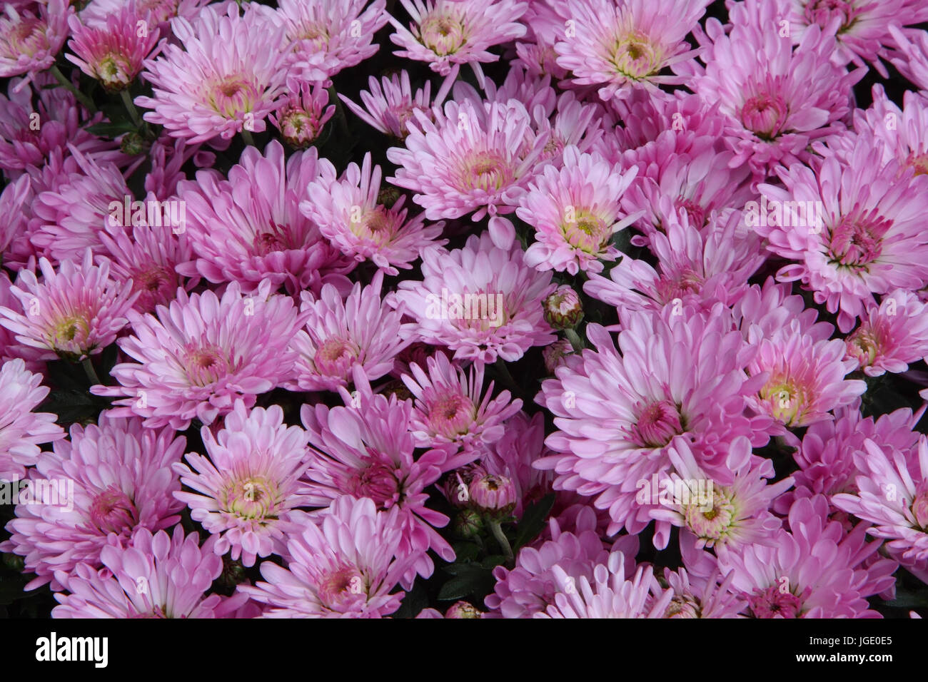 Chrysanthemum multiflora hi-res stock photography and images - Alamy
