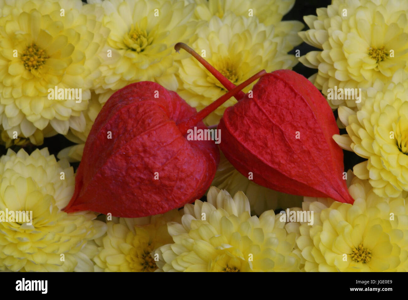 Lampion flower hi-res stock photography and images - Alamy