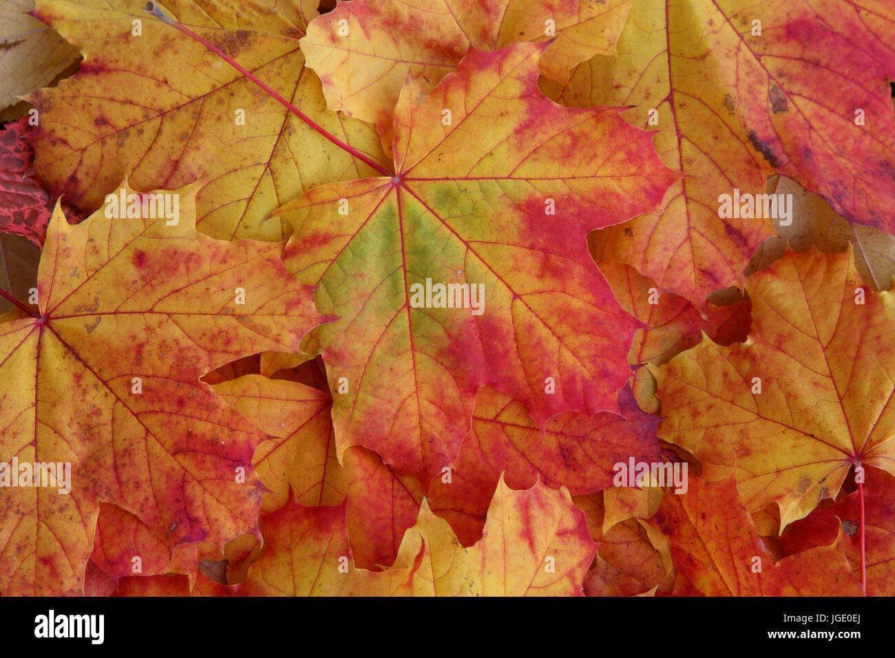 Maple tree sheets hi-res stock photography and images - Alamy