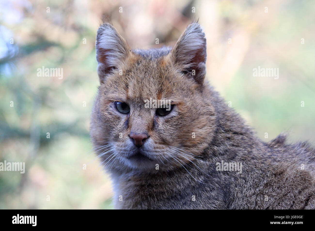 Pipe cat, Rohrkatze Stock Photo - Alamy
