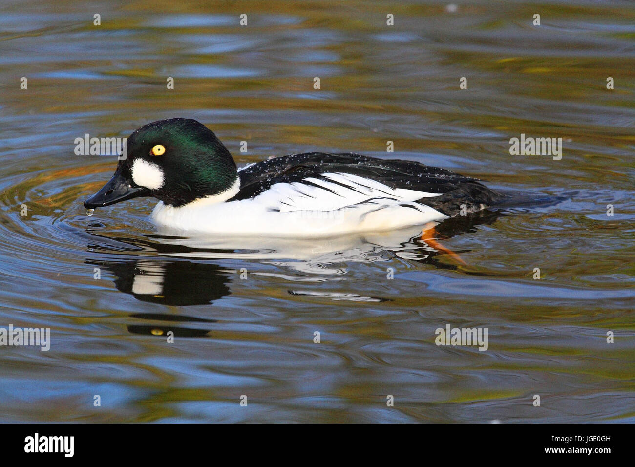 Erpel lake hi-res stock photography and images - Alamy