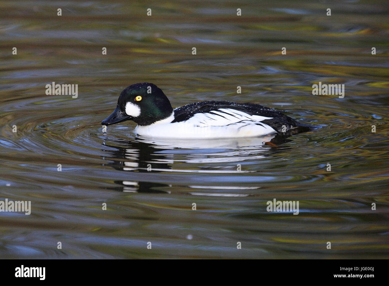 Erpel lake hi-res stock photography and images - Alamy
