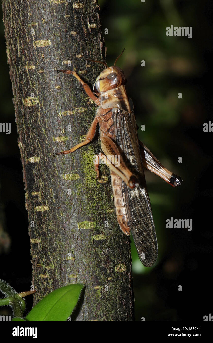 Insekt heuschrecke hi-res stock photography and images - Alamy