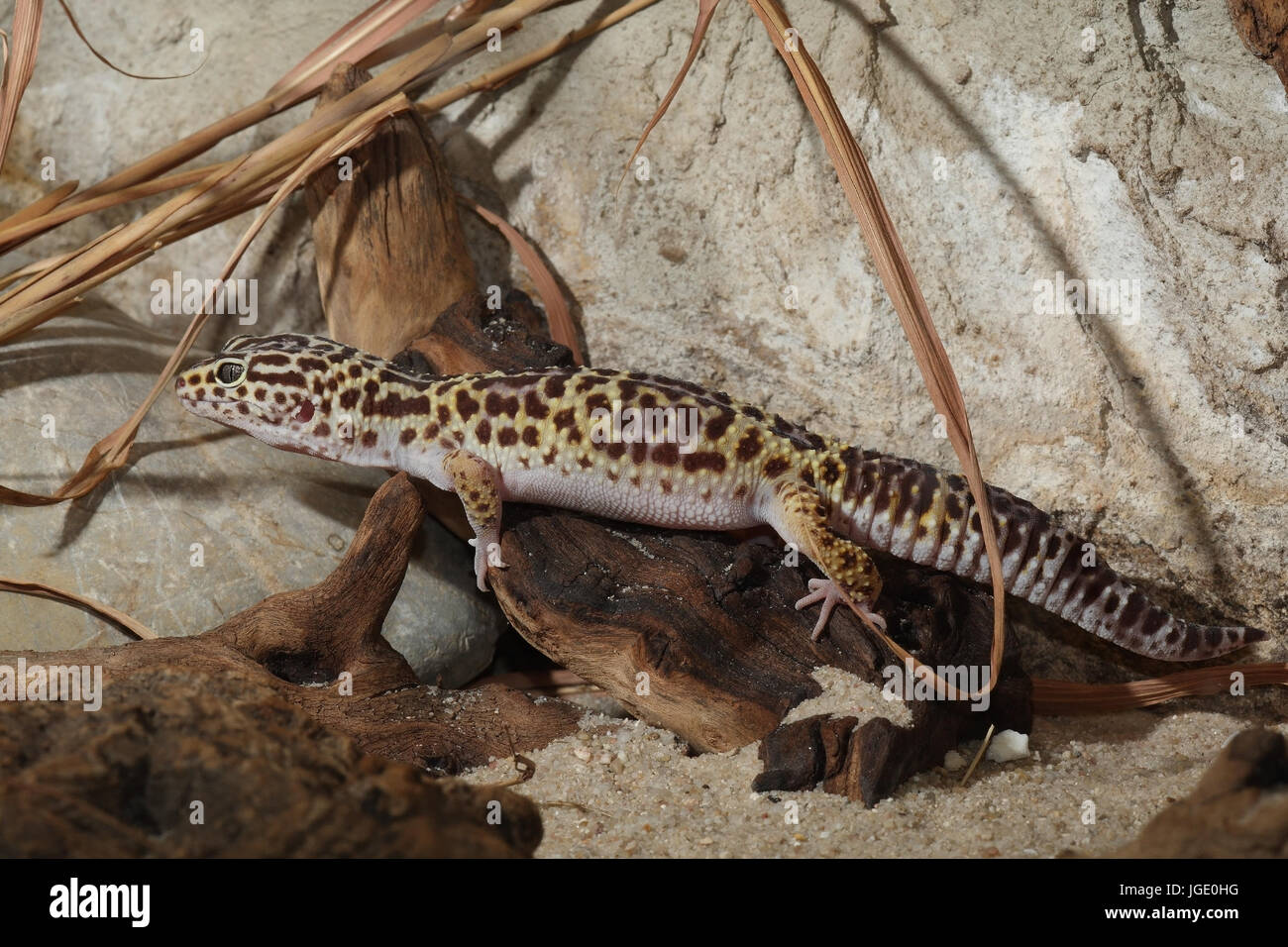 Leopard's gecko, Leopardgecko Stock Photo - Alamy