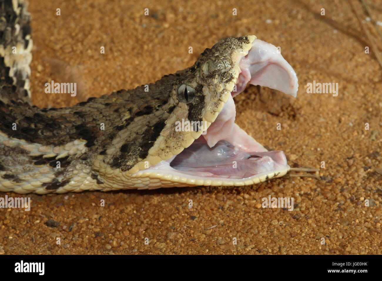Puffotter hi-res stock photography and images - Alamy