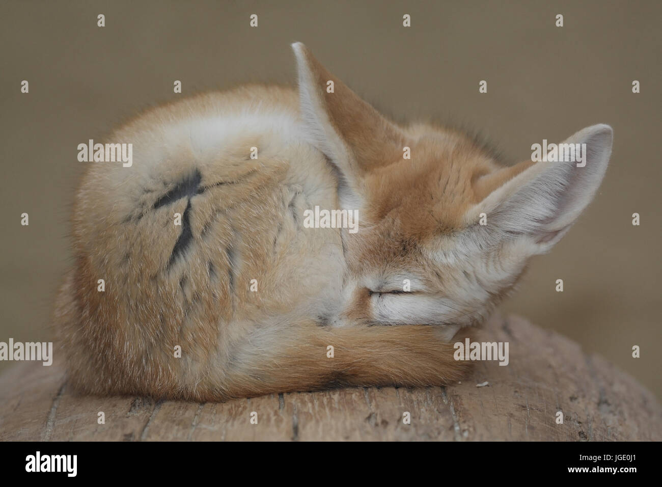 Fennek fuchs vulpes zerda hi-res stock photography and images - Alamy