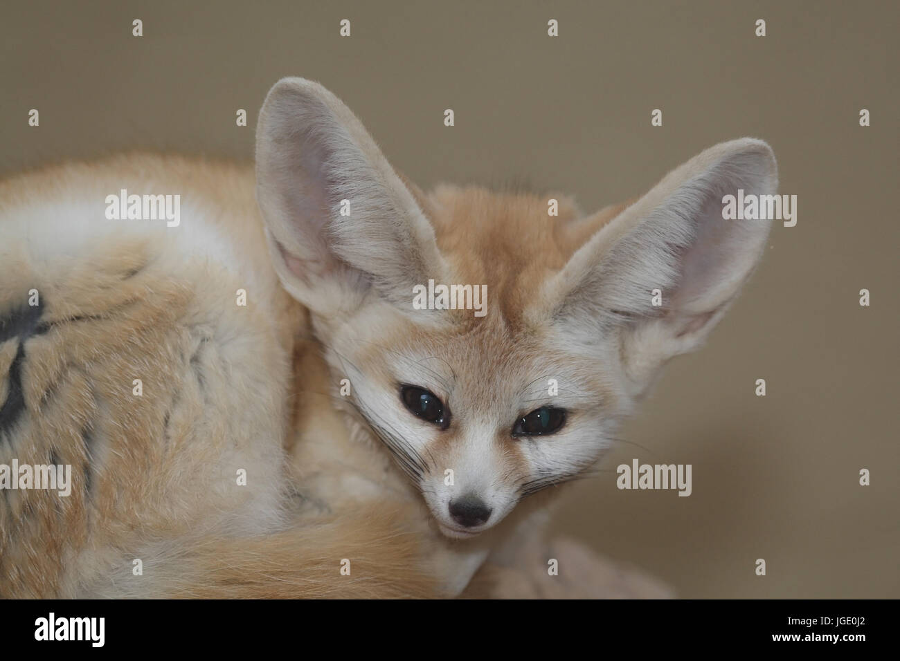 Fennek hi-res stock photography and images - Alamy