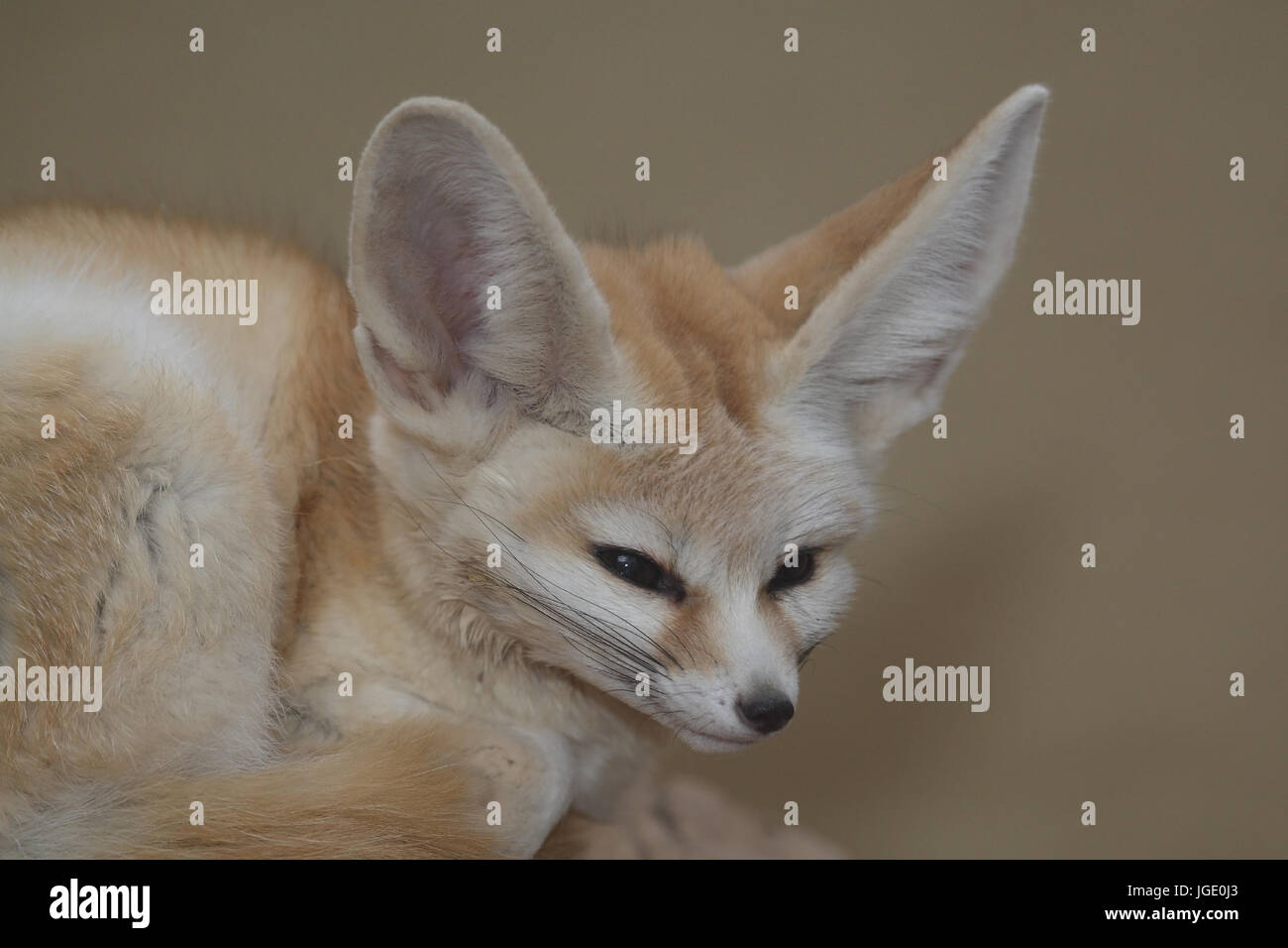 Fennek fuchs vulpes zerda hi-res stock photography and images - Alamy