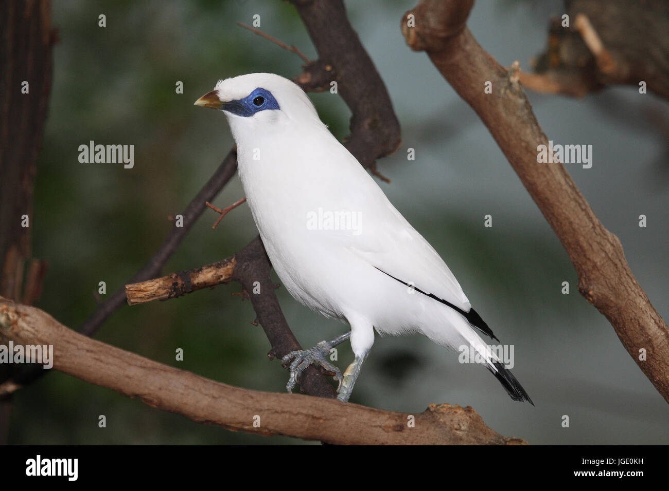 Balistar High Resolution Stock Photography and Images - Alamy