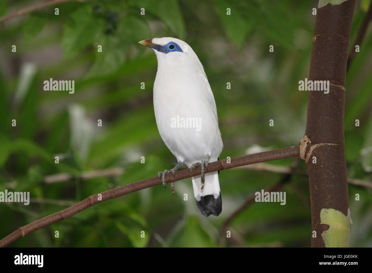 Balistar High Resolution Stock Photography and Images - Alamy