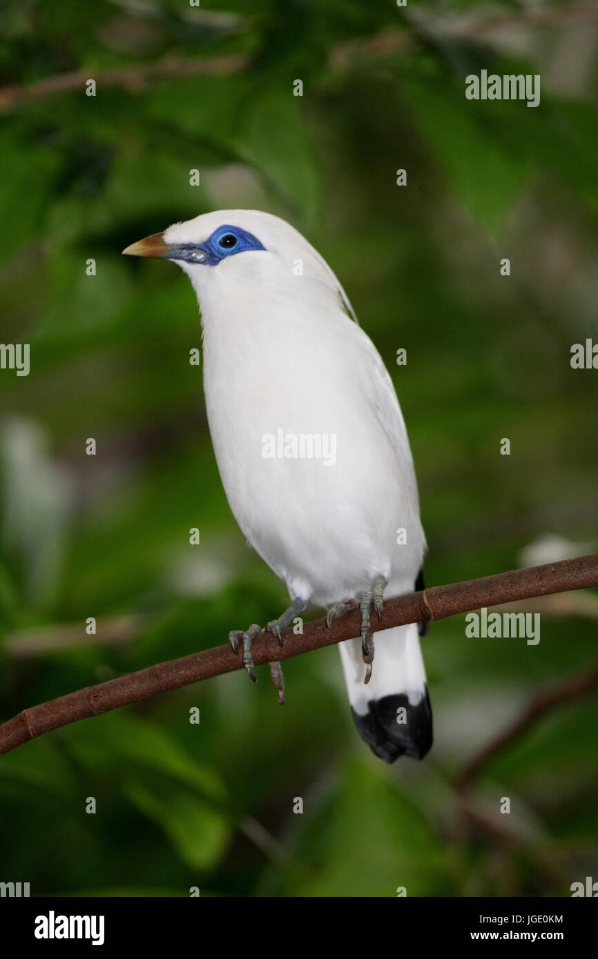 Balistar High Resolution Stock Photography and Images - Alamy