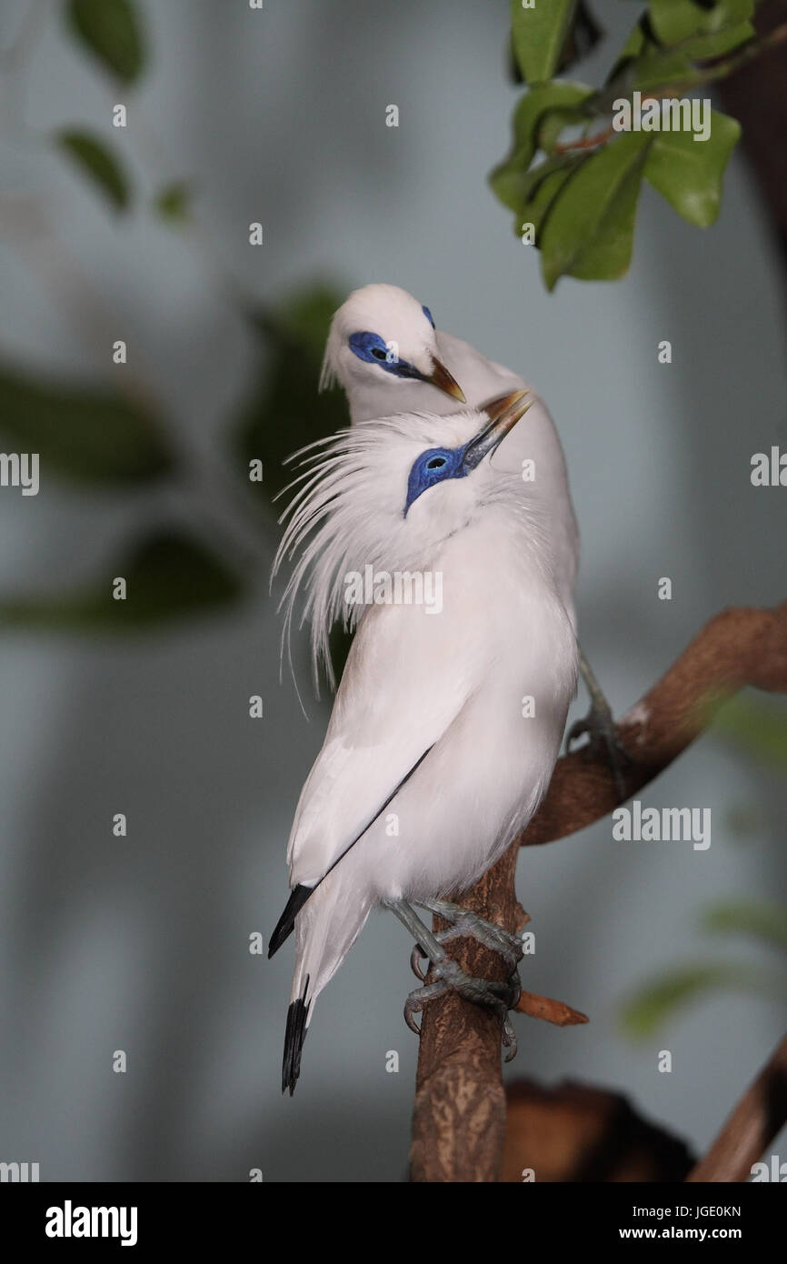Bali star with the courtship display, Balistar bei der Balz Stock Photo ...