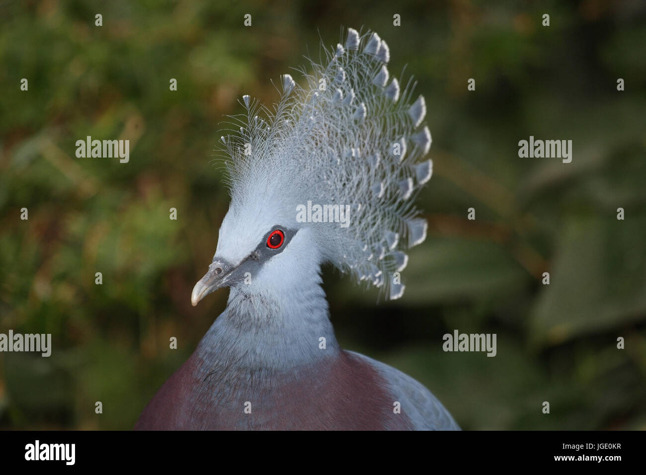 Crown pigeon hi-res stock photography and images - Alamy
