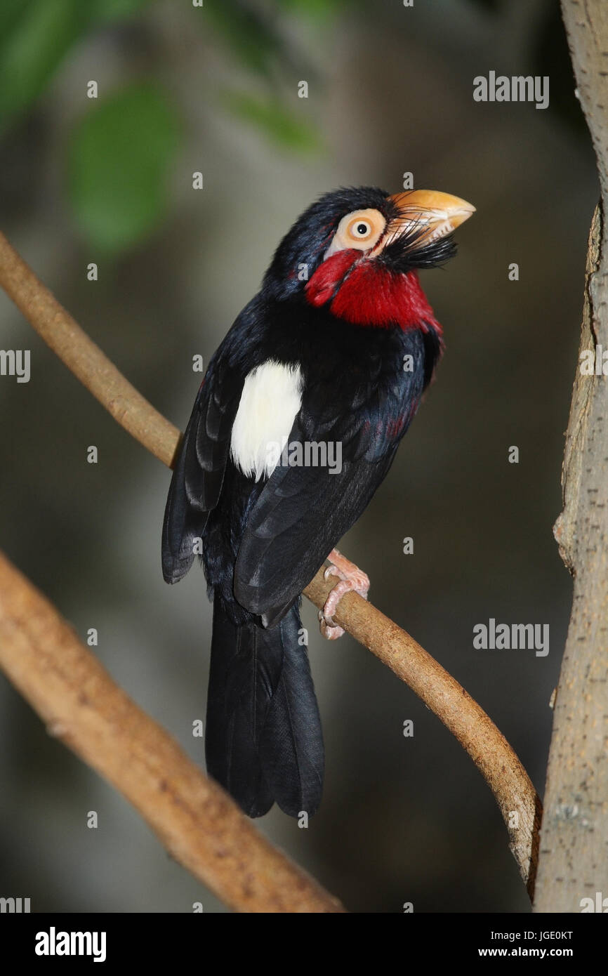 Furrow beak beard bird, Furchenschnabel-Bartvogel Stock Photo - Alamy