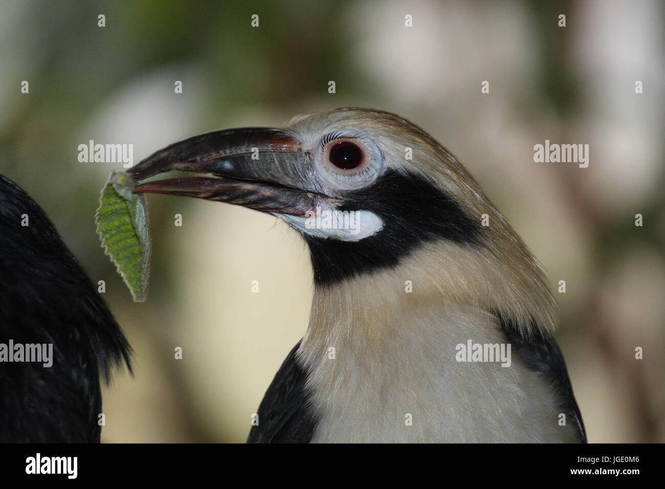 Polillo hi-res stock photography and images - Alamy