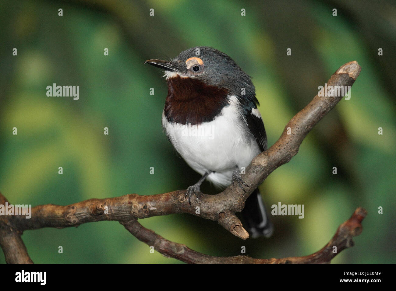 Brown head cloth singer sits on a branch, Braunkopf-Lappensaenger sitzt ...